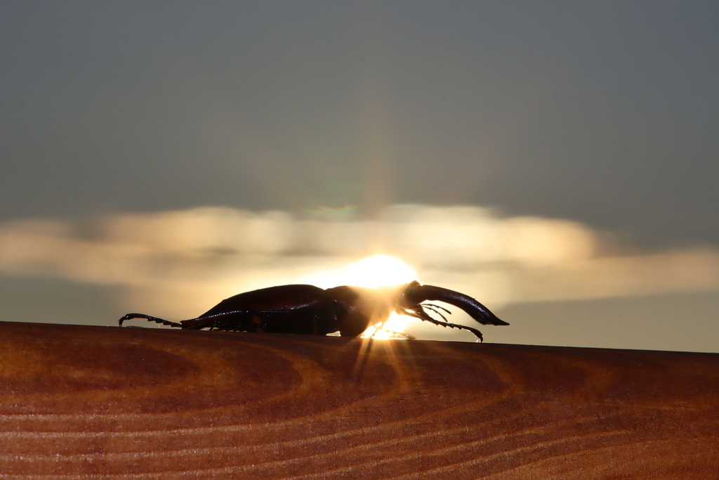 Lucanus fortunei from 梅竹村, 丽水市, 浙江省, CN on August 07, 2022 at 05:48 AM ...