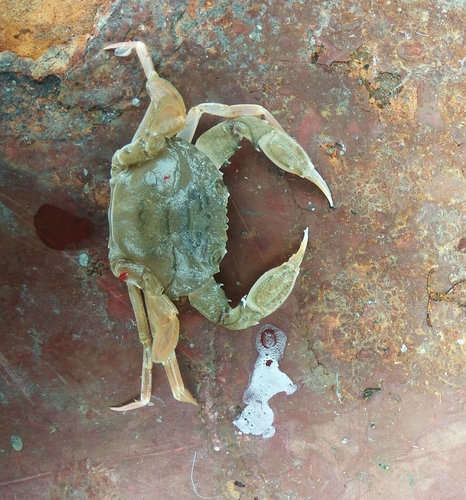 Charybdis callianassa · iNaturalist