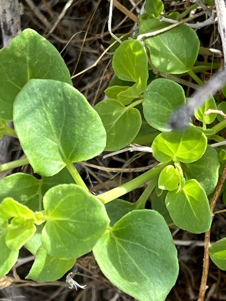 Wishbone Bush from Joshua Tree National Park, Desert Hot Springs, CA ...