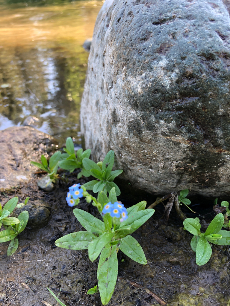 water forget-me-not from Blairsden Graeagle on August 10, 2022 at 09:19 ...