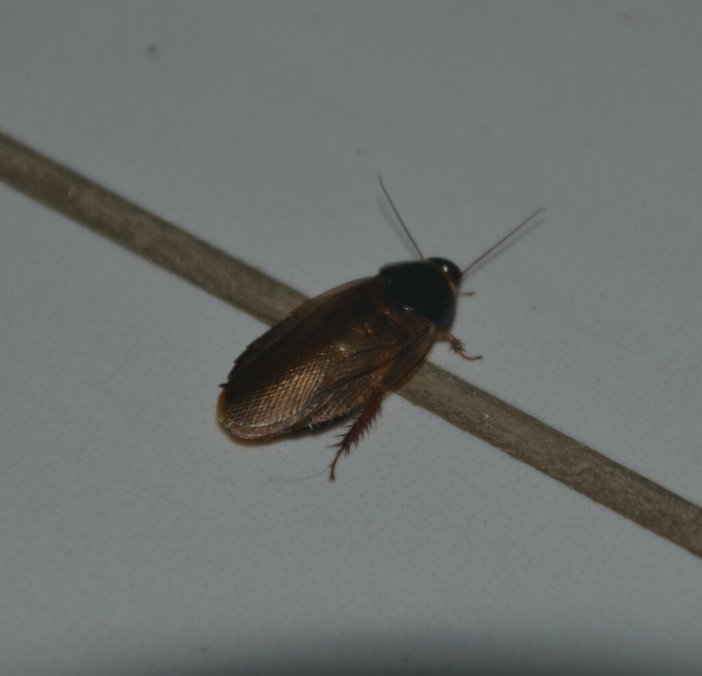 Surinam Cockroach from Le Lamentin, Martinique on August 12, 2022 at 07 ...