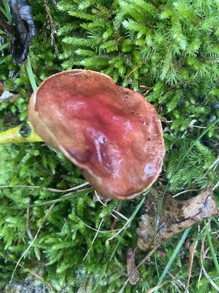 Butter Boletes from Old State Rd 46, Nashville, IN, US on August 9 ...