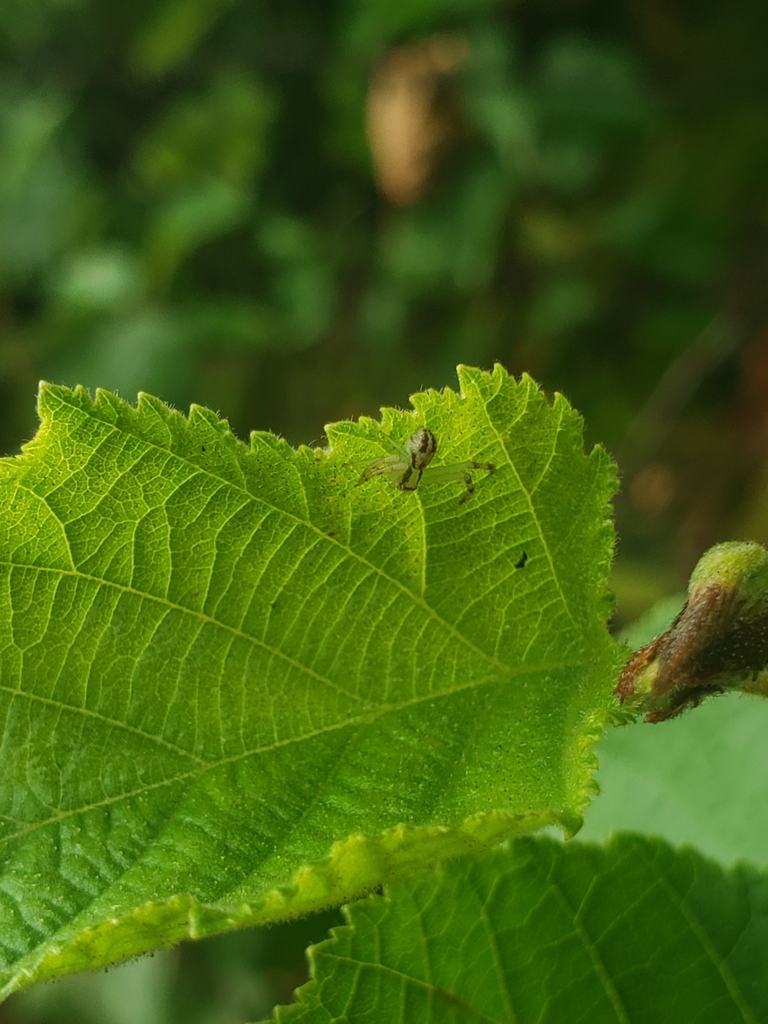 Northern Crab Spider from Necedah, WI, USA on August 12, 2022 at 05:05 ...