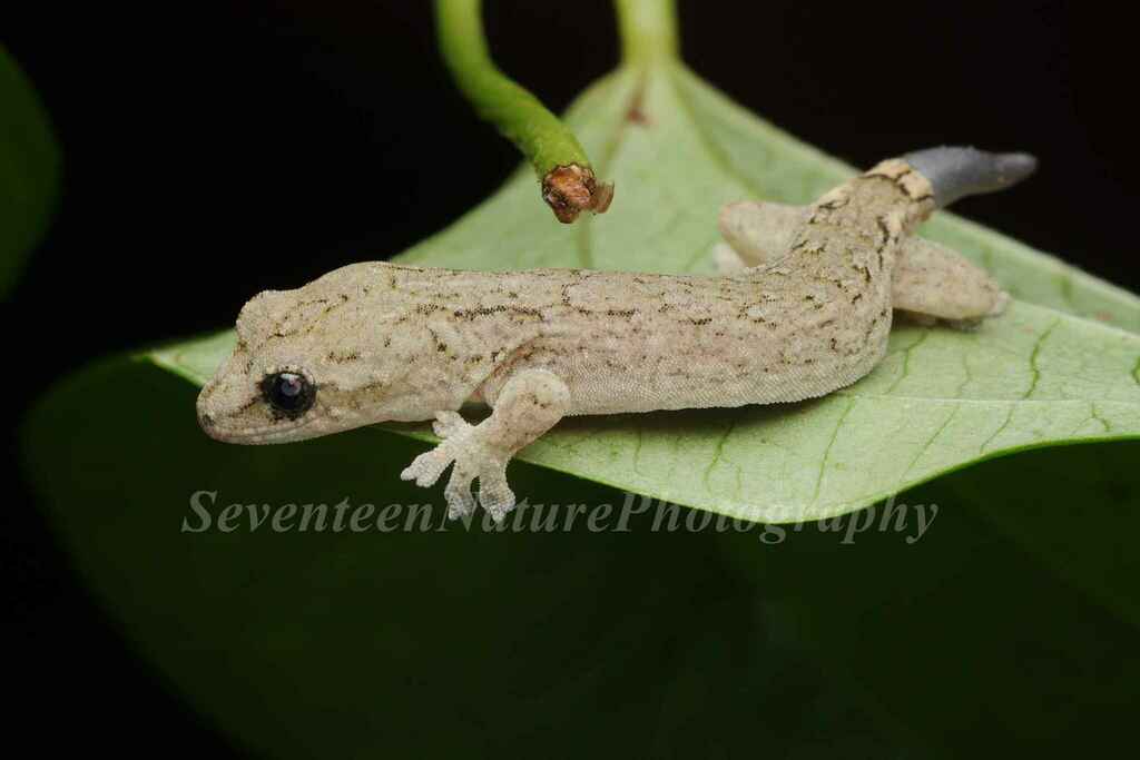 Yunnan Dwarf Gecko from 中国云南省昆明市西山区 on August 06, 2022 at 10:27 PM by ...
