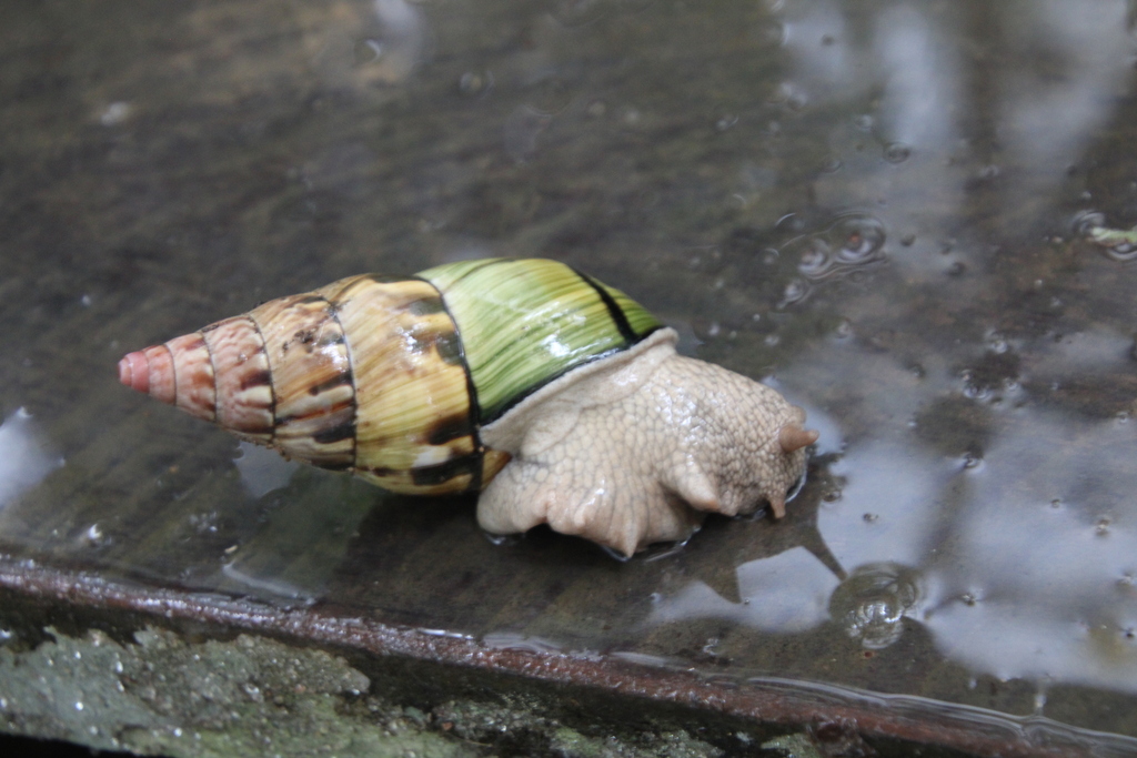 Corona incisa in July 2022 by Harrison Wu · iNaturalist