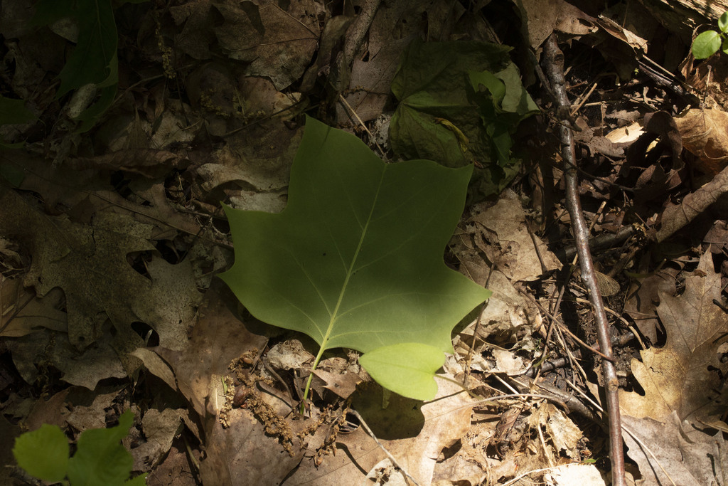 tulip tree from Van Buren County, MI, USA on May 30, 2022 at 02:27 PM ...