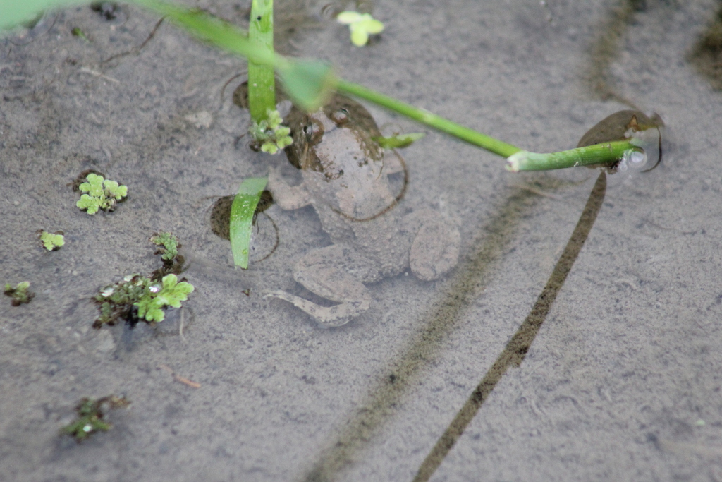 Sumatran Puddle Frog from Gianyar, Bali, Indonesien on July 22, 2022 at ...