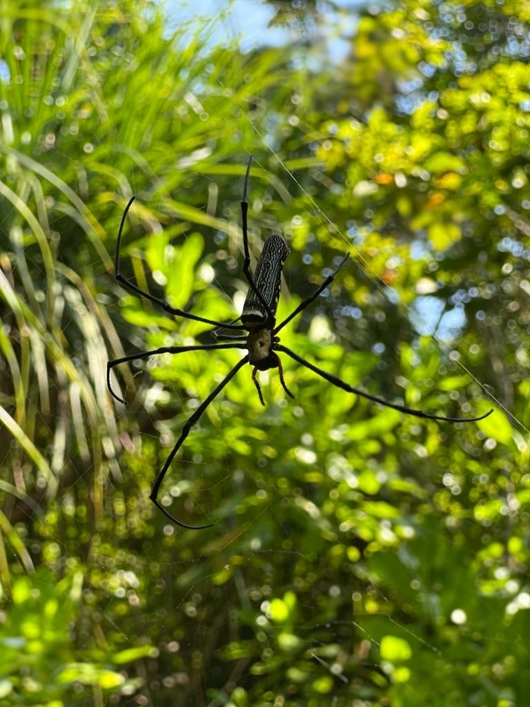 Giant Golden Orbweaver from Penuba, Lingga, Lingga Regency, Archipel de ...