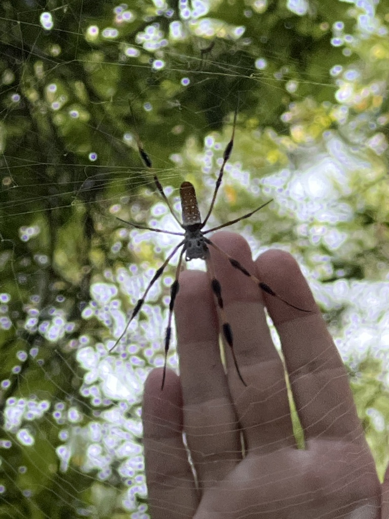 Golden Silk Spider from Franklinton, LA, US on August 13, 2022 at 07:25 ...