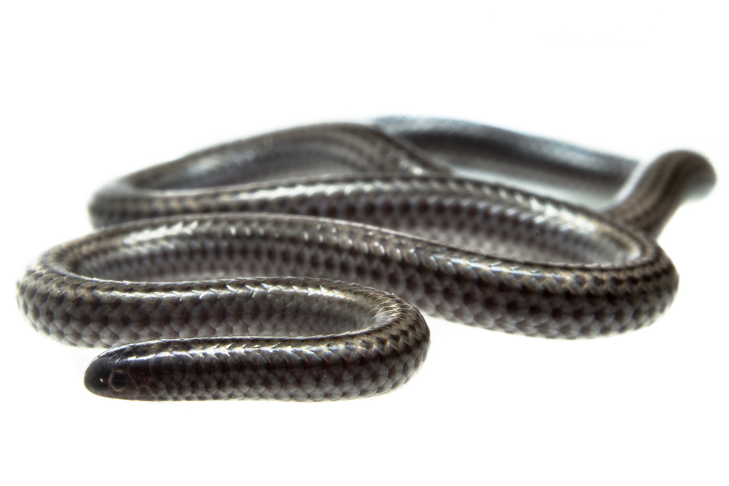 Culebra negra ciega (Reptiles y Anfibios del Departamento de Santander ...