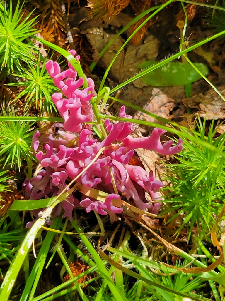 violet coral fungus from Stevens Point, WI, USA on August 11, 2022 at ...