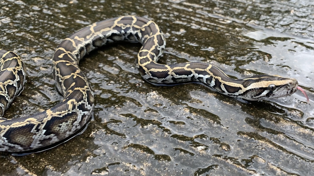 Burmese Python in August 2022 by Alfred Cheung · iNaturalist