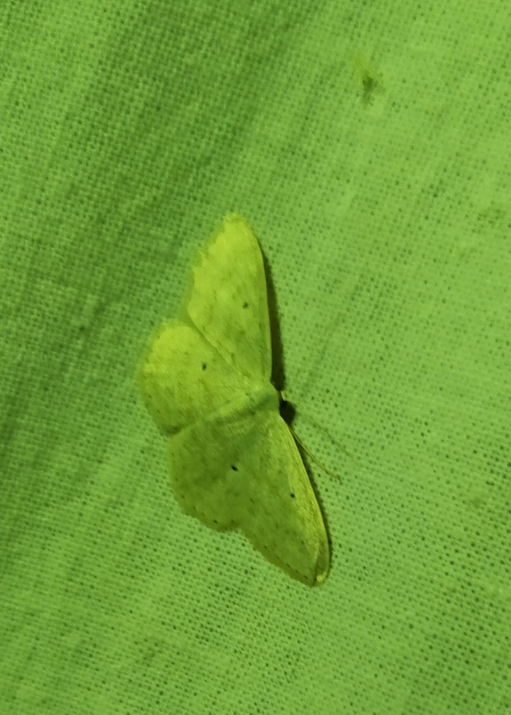 Scopula incanata from Брыкин Бор, Рязанская обл., Россия, 391072 on ...