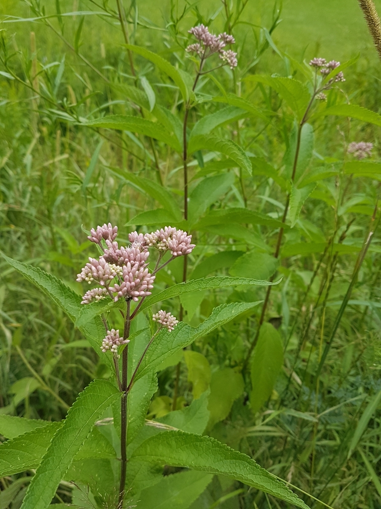 spotted Joe-Pye weed from 1565 Chemin du Moulin, Saint-Denis-de ...