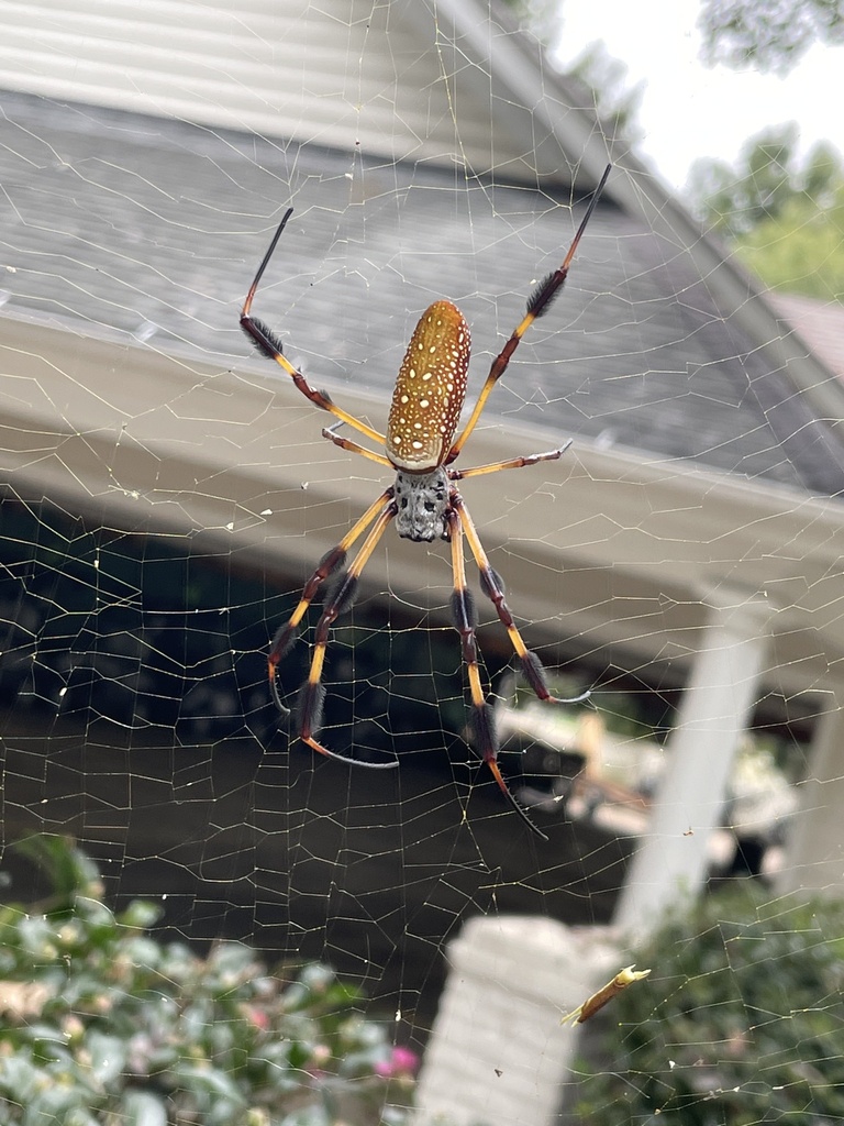 Golden Silk Spider from Great Waters Golf Course, Eatonton, GA, US on ...