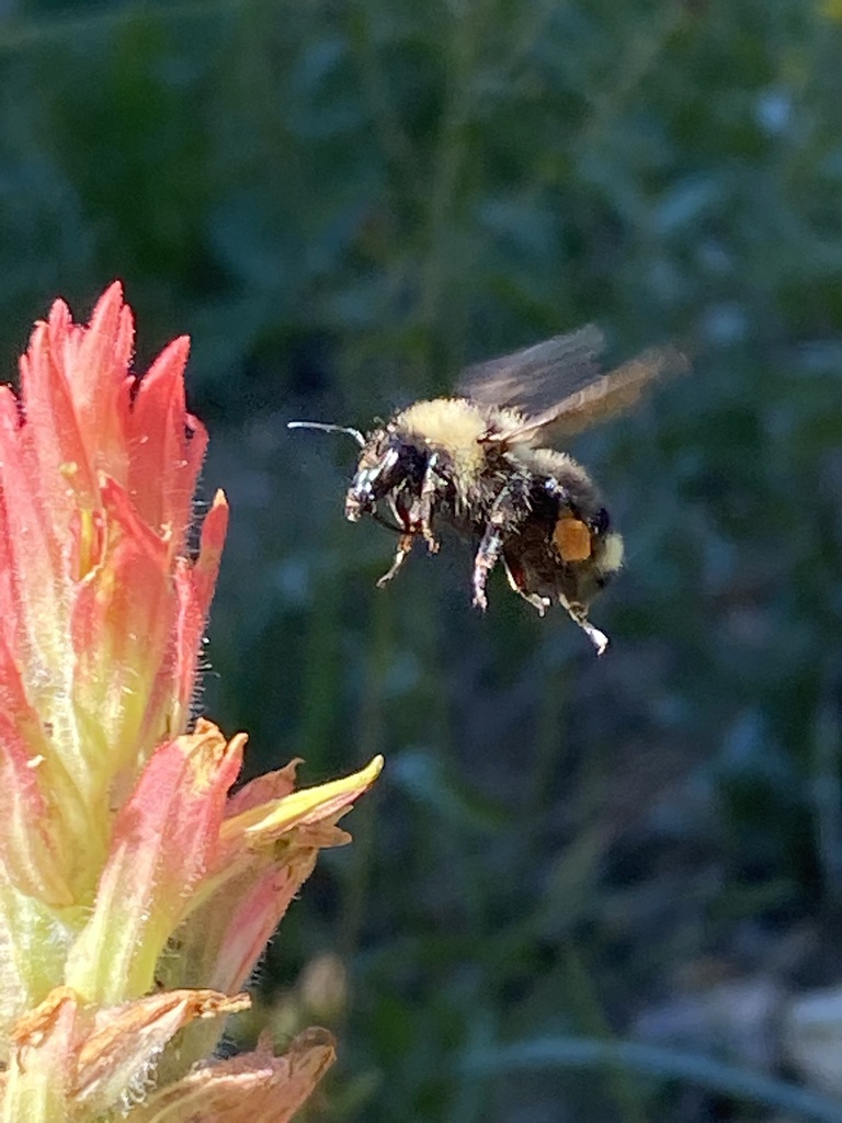 California Bumble Bee from Arapaho & Roosevelt National Forests Pawnee ...