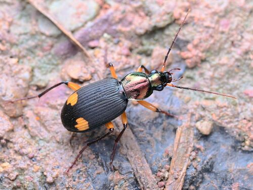 Subspecies Chlaenius bimaculatus bimaculatus · iNaturalist