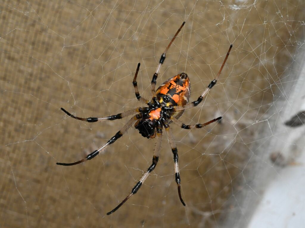 Asian Hermit Spider from 中国云南省西双版纳傣族自治州勐腊县 on August 13, 2022 at 11:12 ...