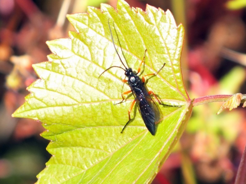 Thyrateles camelinus from Portugal - Sousela on May 31, 2016 by ...