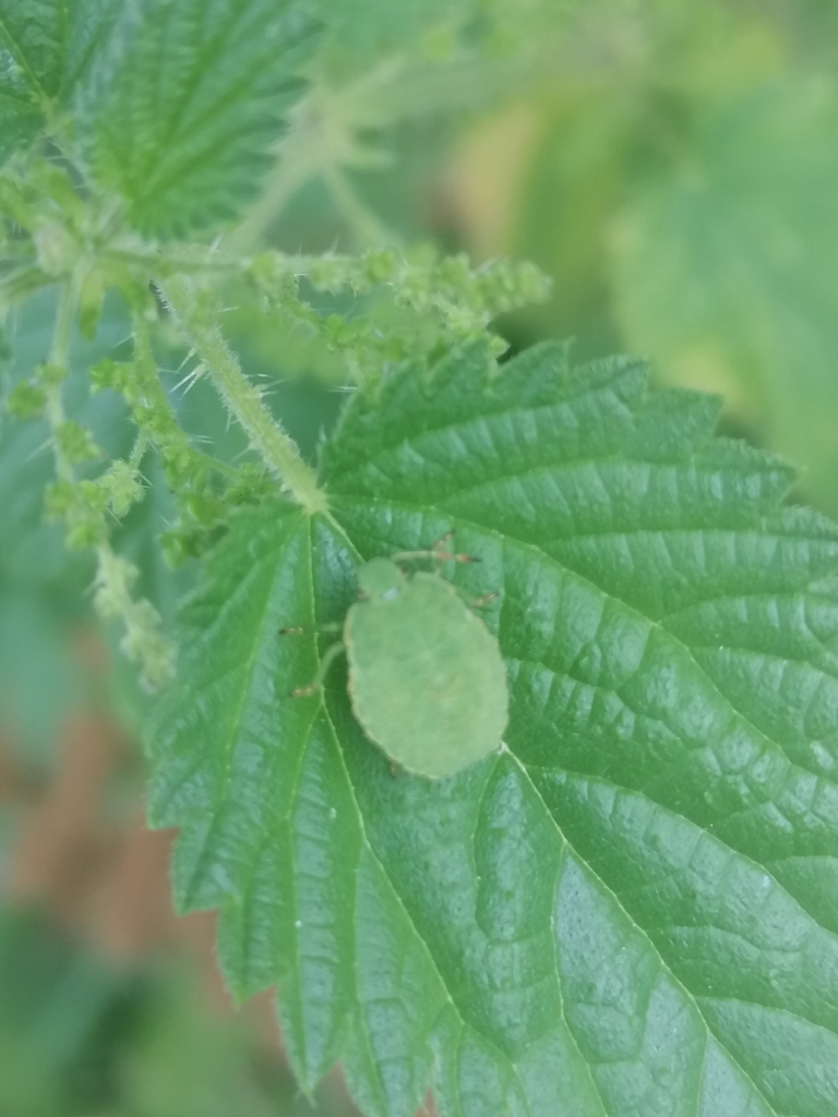 Green Shield Bug from Liverpool L16, UK on August 13, 2022 at 04:15 PM ...