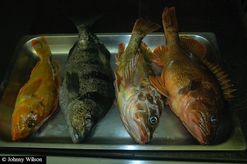 false jacobever from Gough Island on July 1, 2006 by Johnny Wilson. Two ...