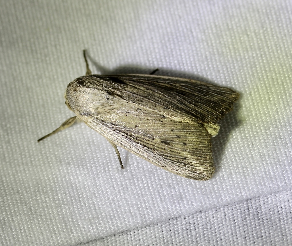 Linen Wainscot Moth from Leesburg, NJ, US on August 6, 2022 at 09:30 PM ...