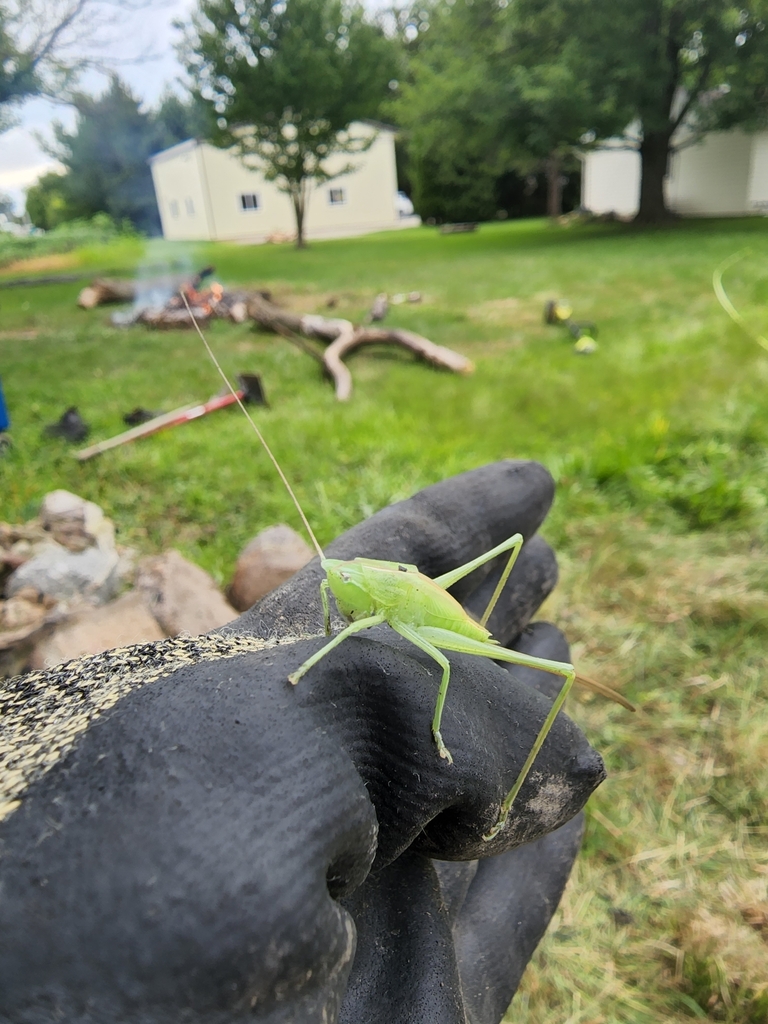 Coneheads from Cottam, Kingsville, ON N0R, Canada on August 13, 2022 at ...