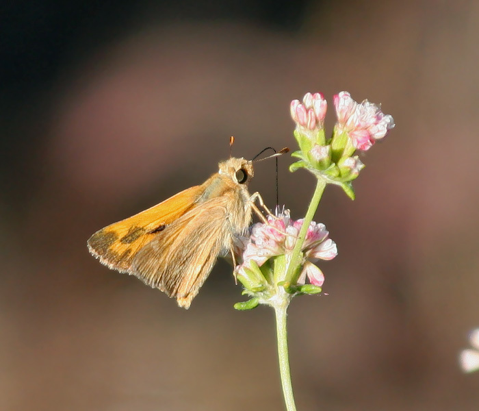 Woodland Skipper (More Mesa Insect Guide) · iNaturalist