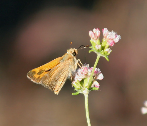 Woodland Skipper (More Mesa Insect Guide) · iNaturalist