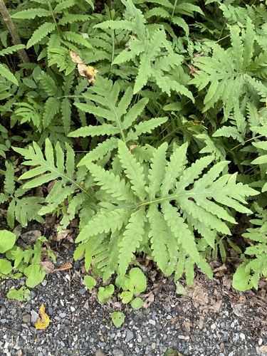 Observações de creoline · BioDiversity4All