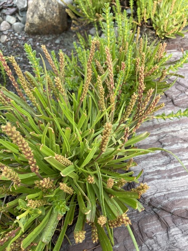 Observações de creoline · BioDiversity4All