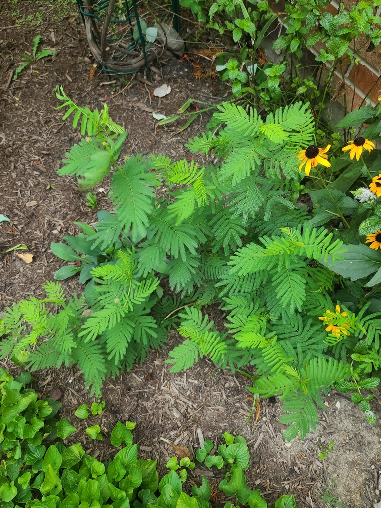 Illinois bundleflower from Marion County, US-IN, US on August 13, 2022 ...