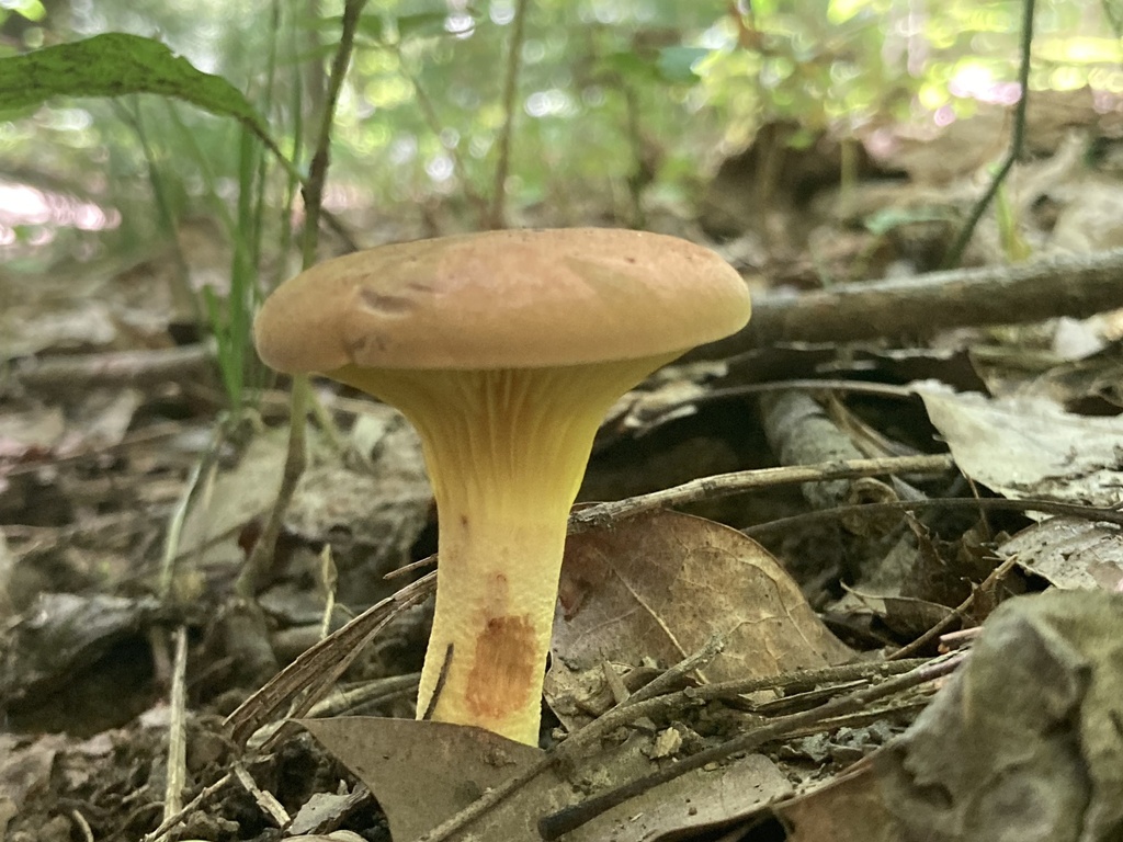 Phylloporus from Nesbit Park, Bartlett, TN, US on August 13, 2022 at 03 ...