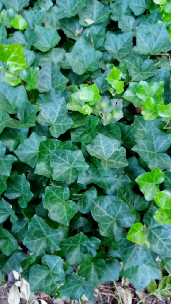 common ivy from Lawrenceville, GA 30044, USA on August 13, 2022 at 06: ...