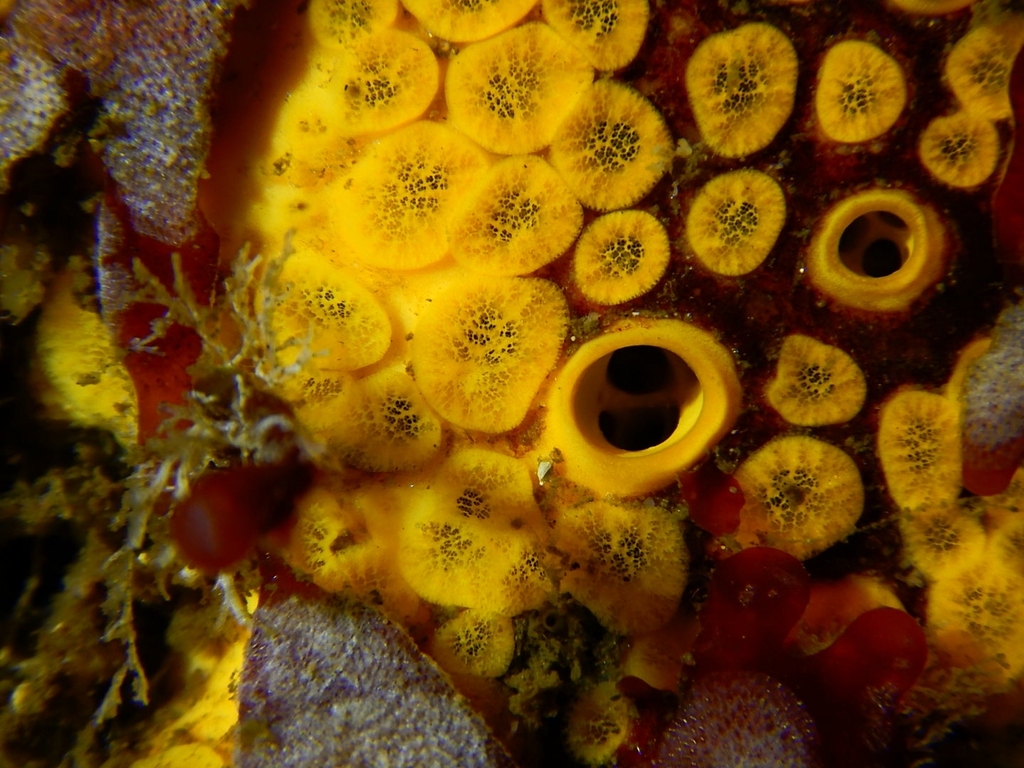 Cliona Boring Sponge