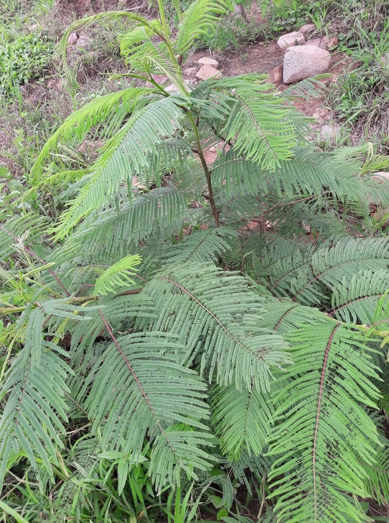 Tepehuaje desde La Mesa de Tototlan el 12 de agosto de 2022 a las 03:32 ...
