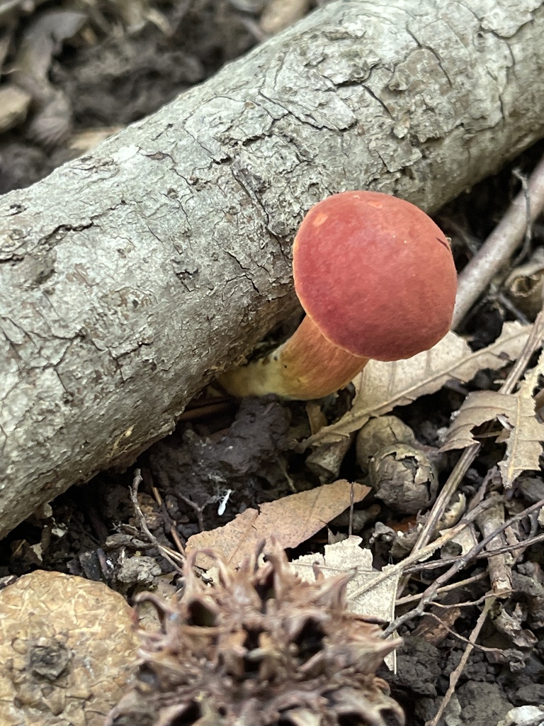 Hortiboletus from Lapping Park, Clarksville, IN, US on August 13, 2022 ...