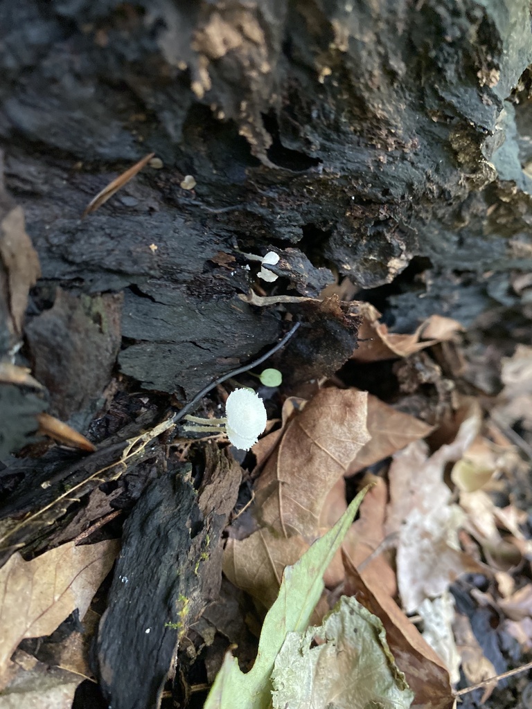 bearded dapperling from Nashville, IN, US on August 13, 2022 at 04:54 ...