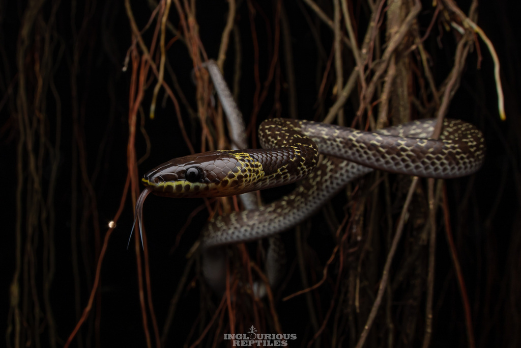 Common Wolf Snake in August 2022 by Artur Tomaszek · iNaturalist