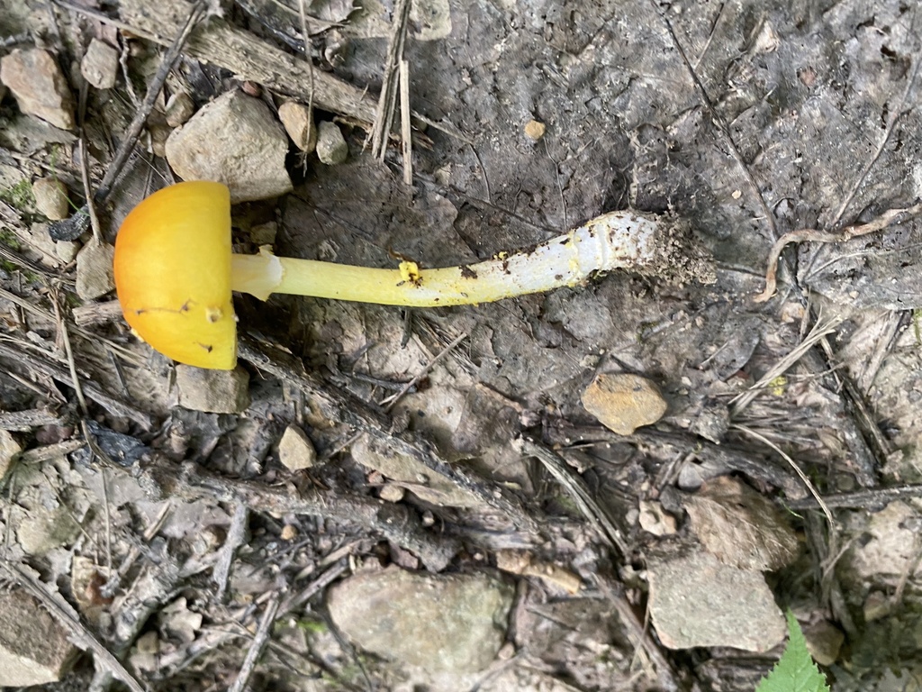 Yellow Patches from Nashville, IN, US on August 12, 2022 at 04:38 PM by ...
