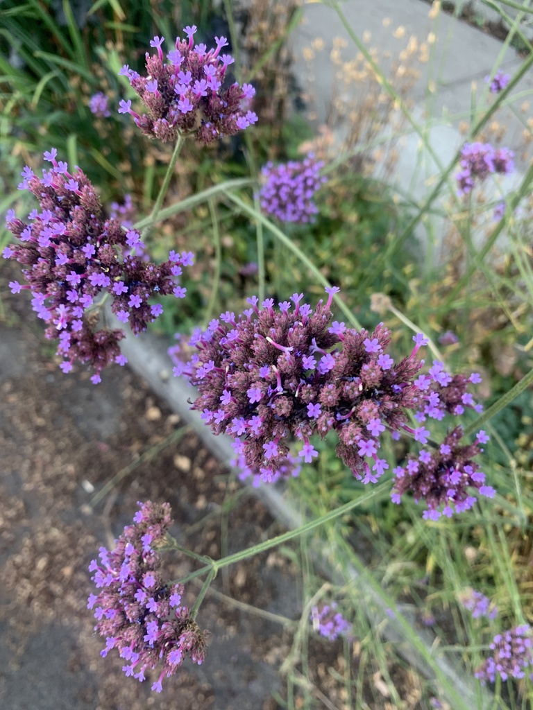 purpletop vervain from SE Main St, Portland, OR, US on August 13, 2022 ...