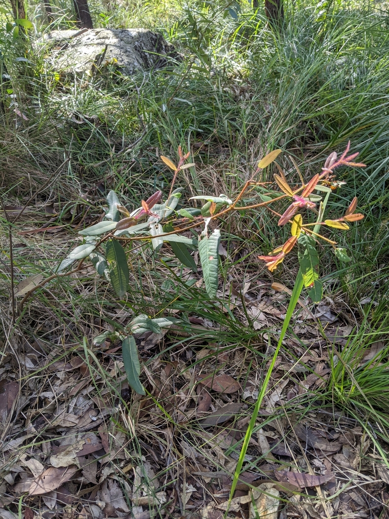 myrtle family from Nathan QLD 4111, Australia on August 14, 2022 at 12: ...