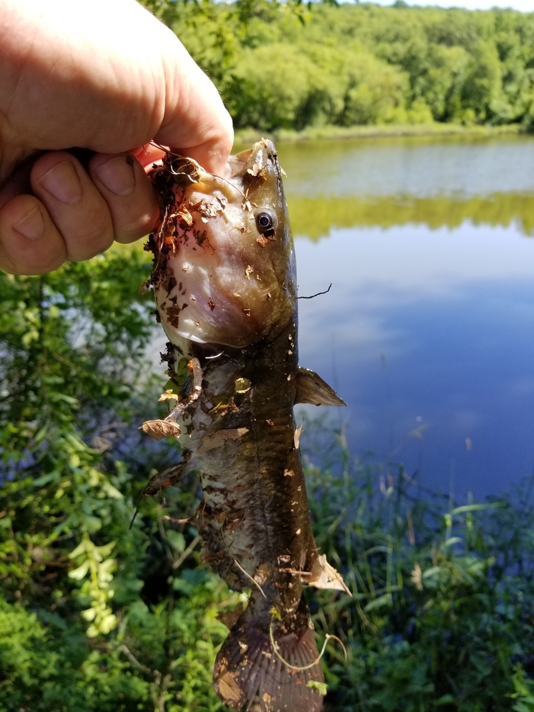 Brown Bullhead from 69 NJ-23, Montague Township, NJ 07827, USA on July ...