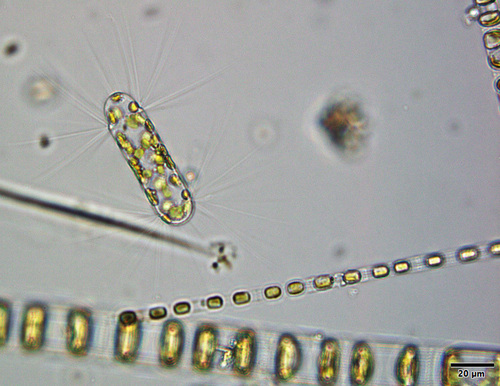 Corethron (Marine Phytoplankton of the Grand Strand Region of SC ...