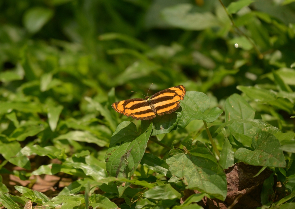 Common Lascar from Kottayam on April 29, 2022 at 11:39 AM by Lekha ...