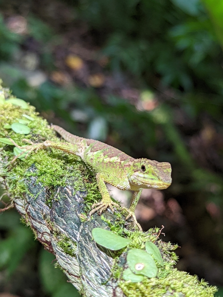 Diploderma polygonatum xanthostomum in August 2022 by Alan Wu · iNaturalist