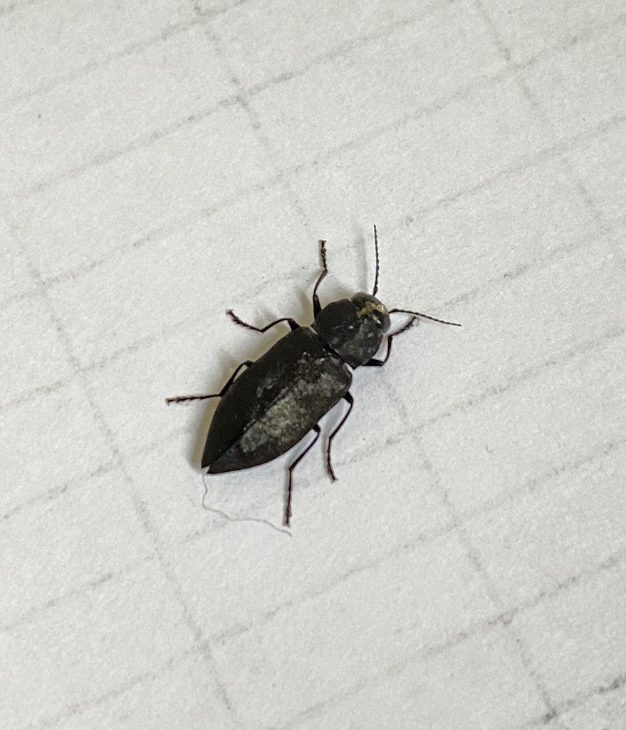 Black Fire Beetle from Селемджи́нский район, Амурская область, RU on ...