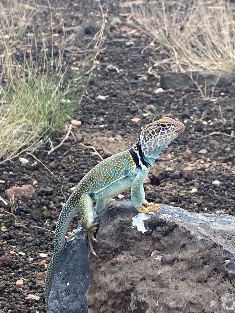 Eastern Collared Lizard from Wupatki National Monument, Flagstaff, AZ ...