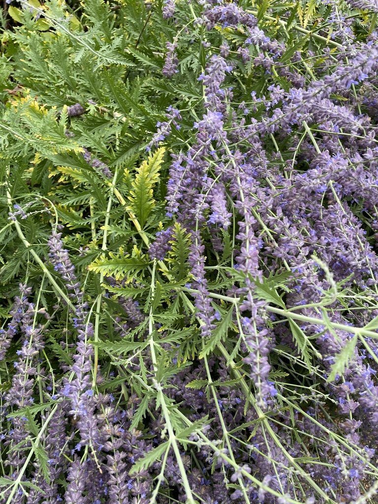 Russian Sage from Rue de l'Église, Saint-Vidal, Auvergne-Rhône-Alpes ...