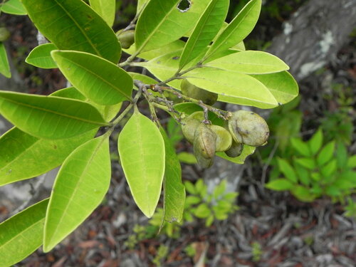 Guioa gracilis · iNaturalist